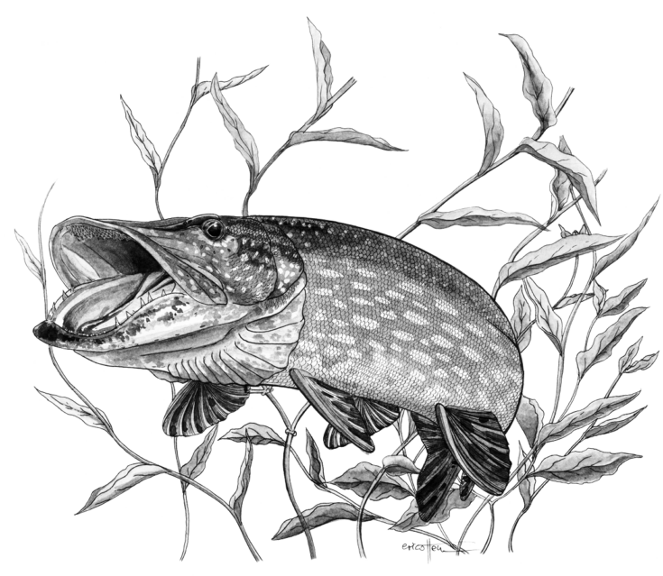 ᐅ Hechte angeln | 【Grundlagen, Tipps und Tricks】