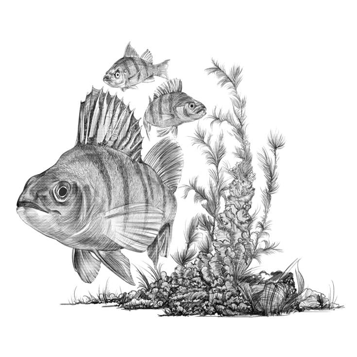 ᐅ Barschbuch: Angeltipps große Barsche【Modernes Fische Finden!】