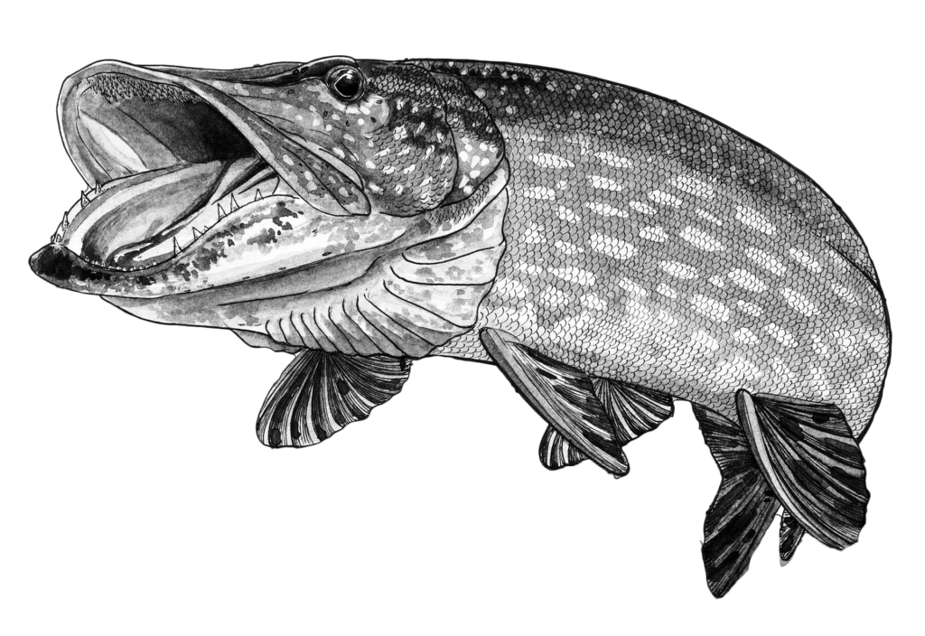 ᐅ Hecht-eBook: Angeltipps große Hechte Modernes Fische Finden