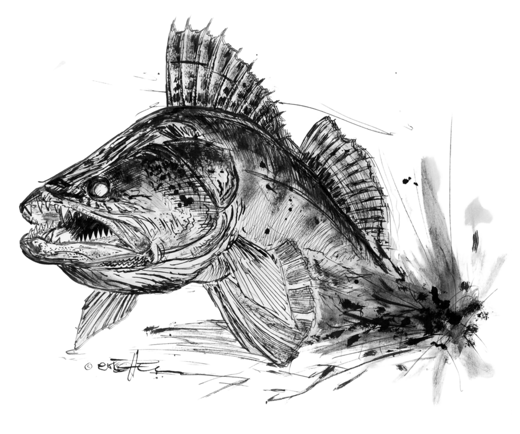 ᐅ Zanderbuch: Modernes Fische Finden | Große Zander fangen